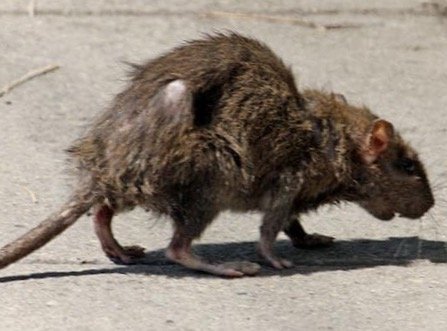 Black Plague Looms For Los Angeles - BillLawrenceOnline