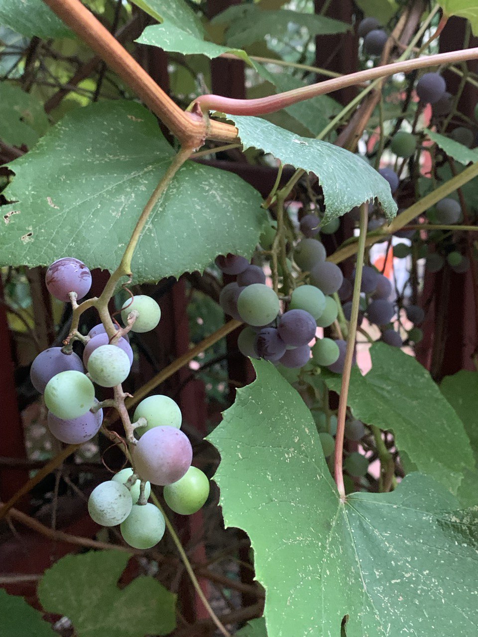 Grapes And Hope Ripen In Pennsylvania - BillLawrenceOnline